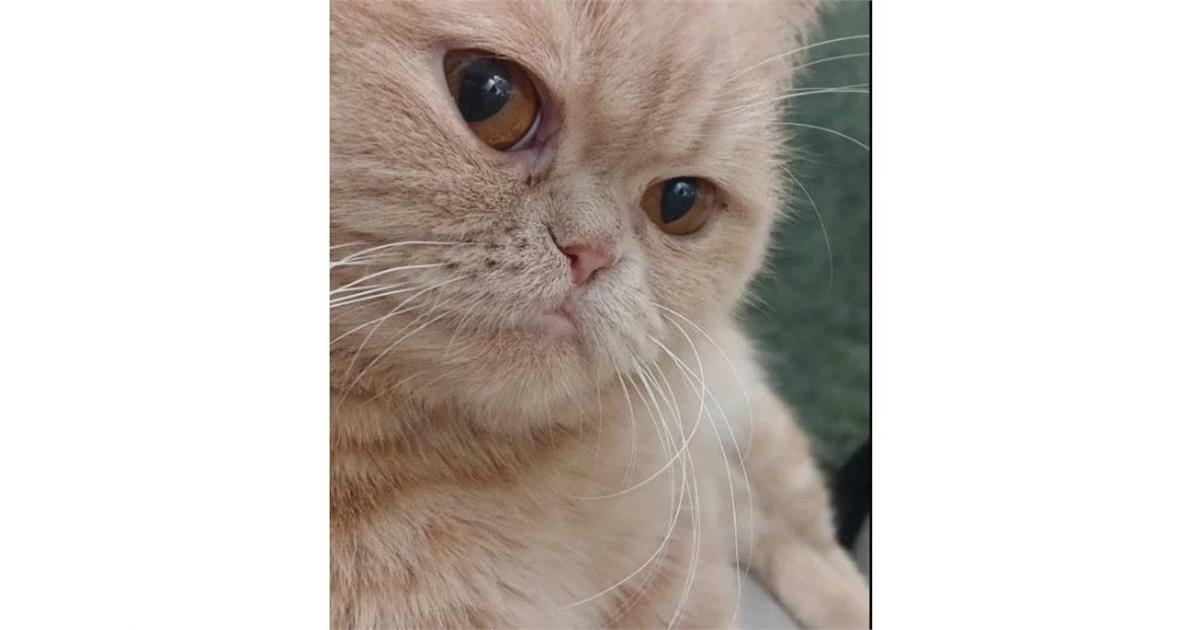 چطور با گربه‌ها ارتباط برقرار کنیم؟ راهنمایی که رابطه شما را متحول می‌کند